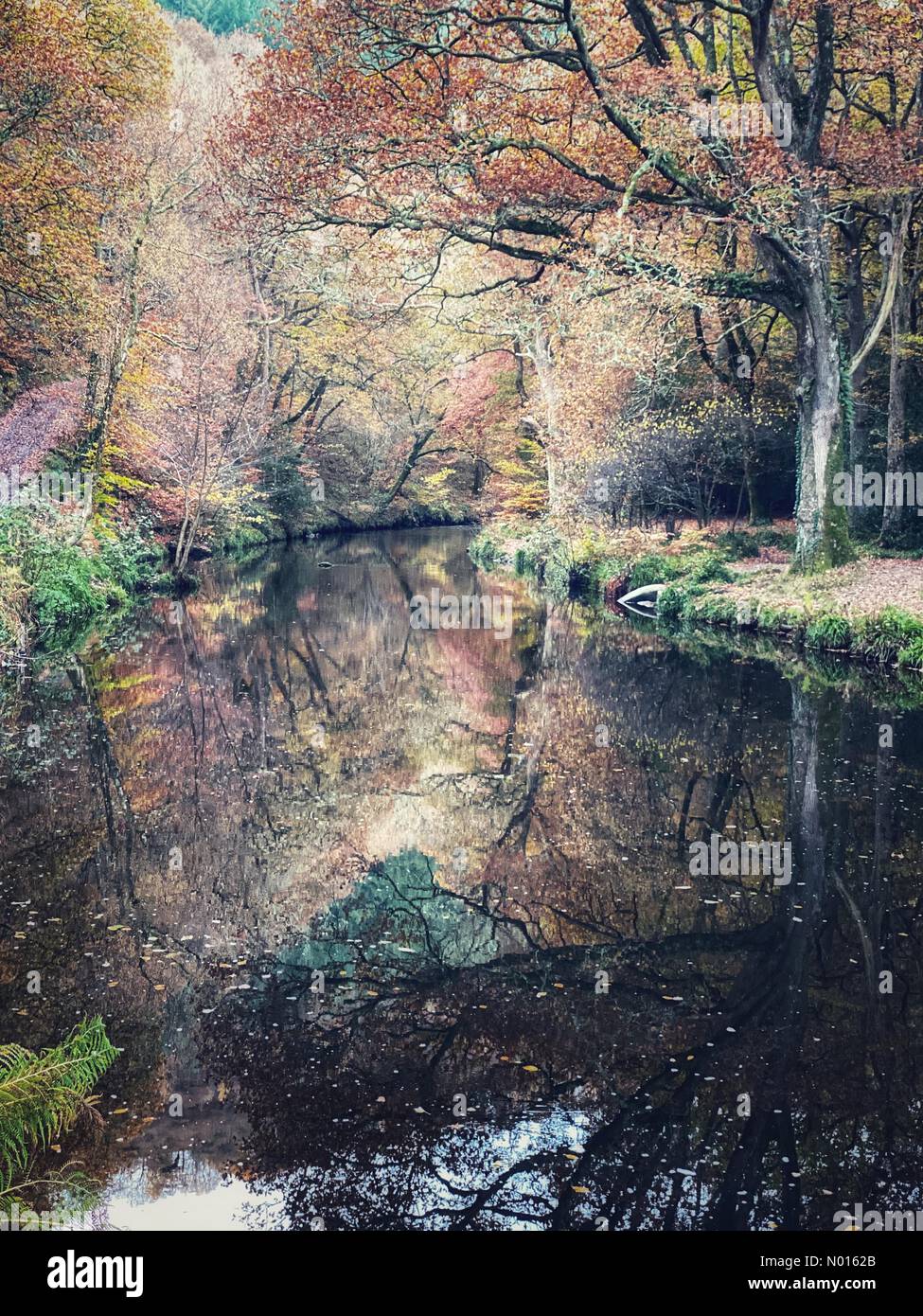 UK Weather: Vivid Autumn colours reflected on a calm River Teign near ...