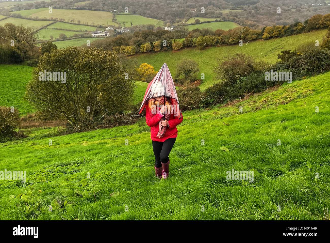 Devon, UK. 26th Nov, 2021. UK Weather: Splash of colour in rolling ...