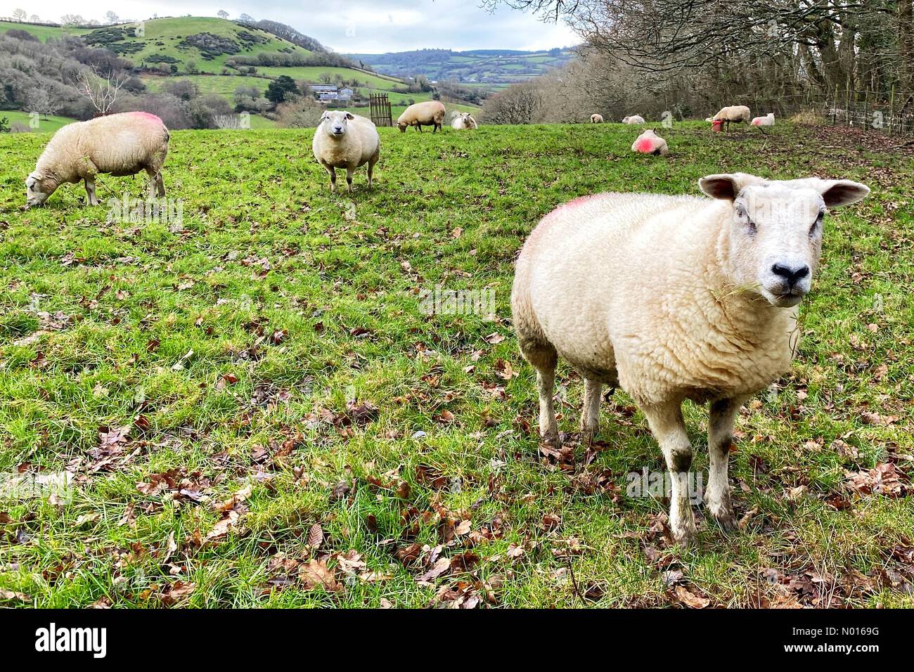 UK Weather: Sheep on meadow in mild conditions in Doddiscombsleigh ...