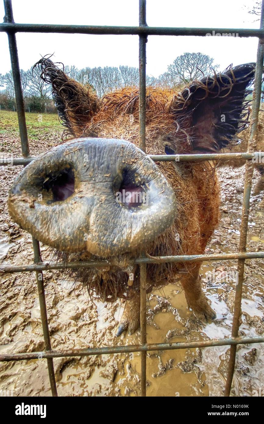 Pig covered in mud hi-res stock photography and images - Alamy