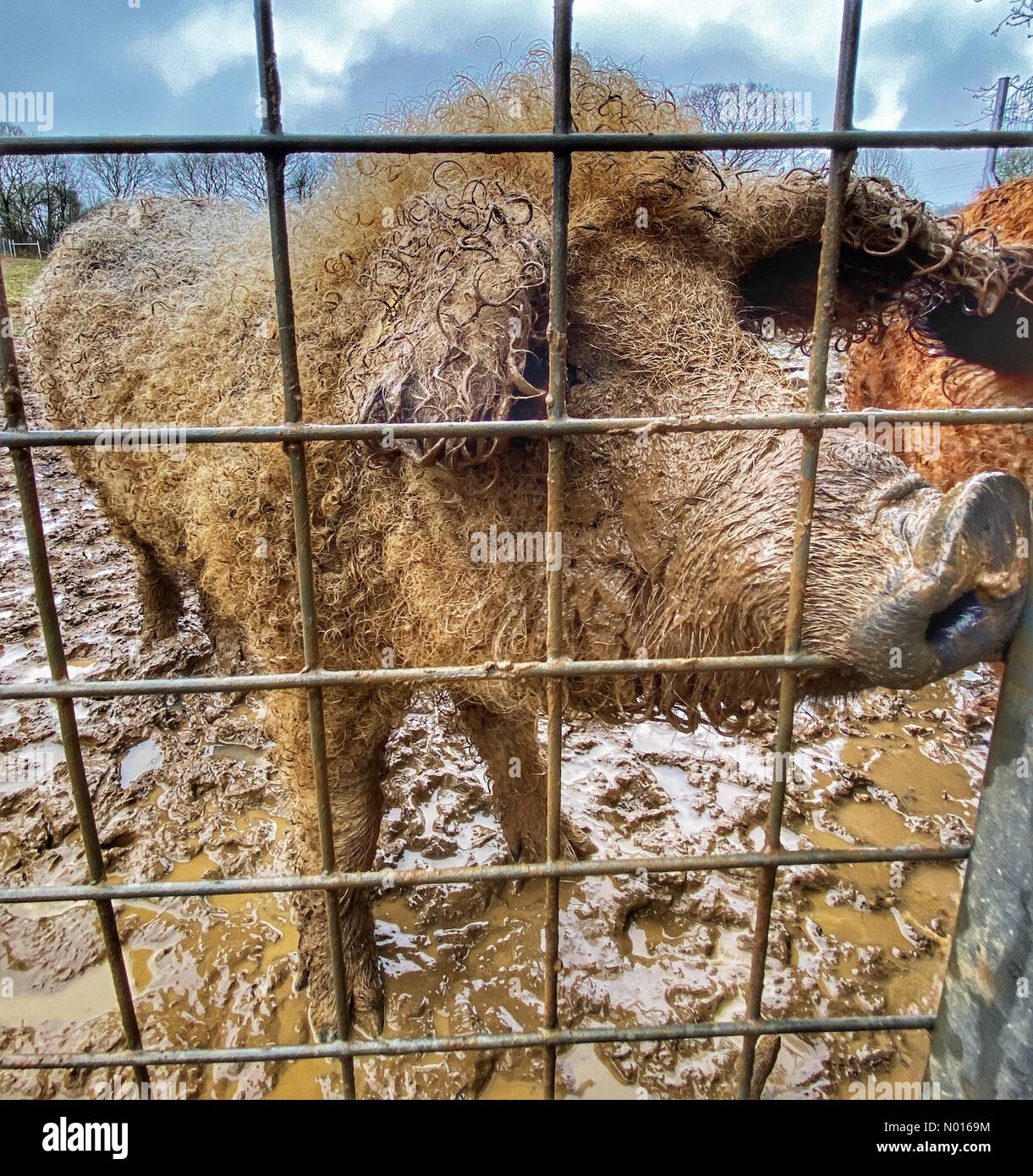 Pig covered in mud hi-res stock photography and images - Alamy