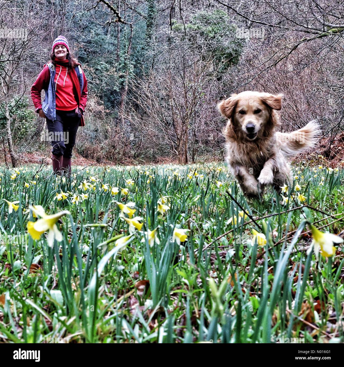 Golden retriever in daffodils hi-res stock photography and images - Alamy