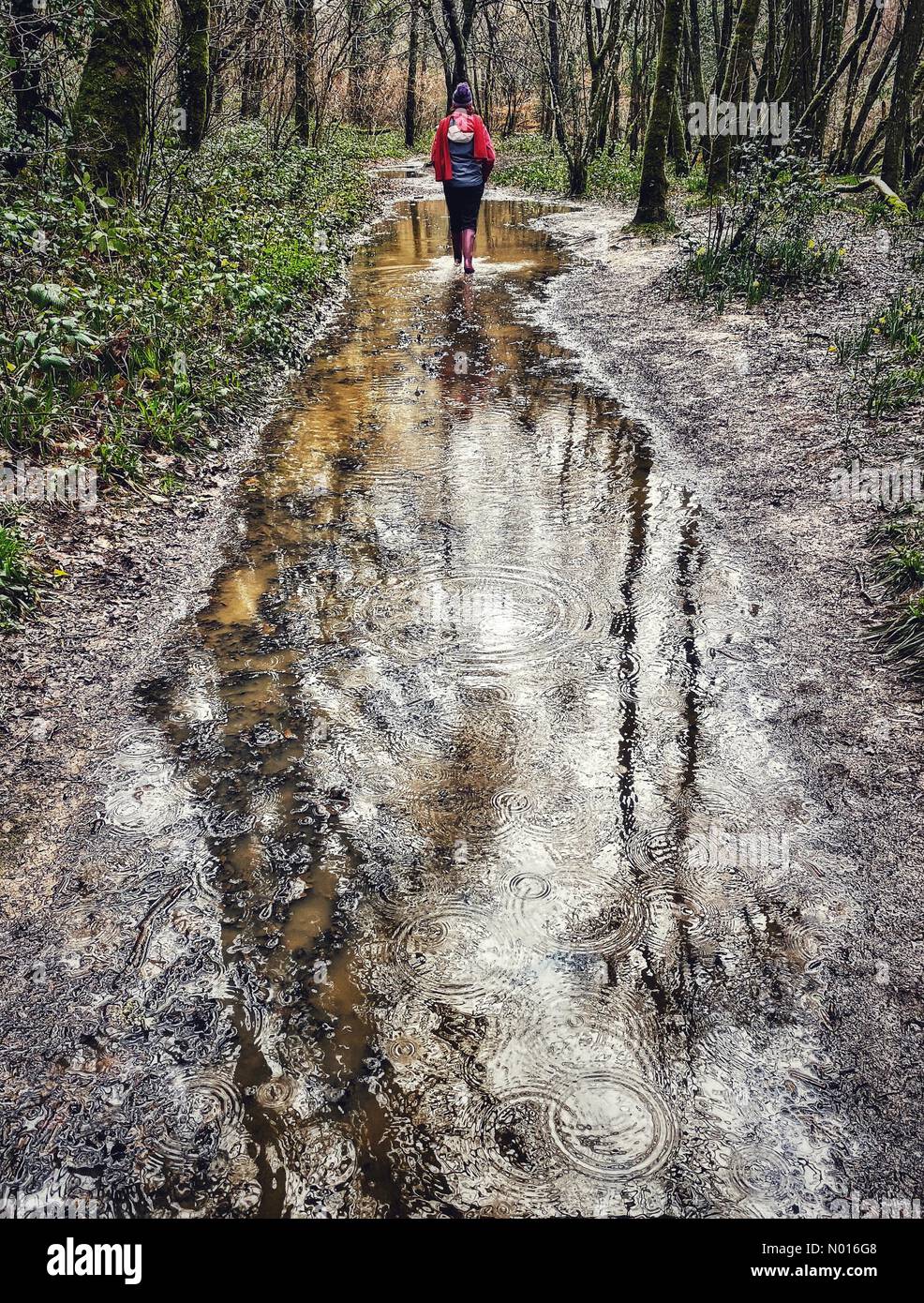 Devon, UK. 11th Mar, 2022. UK Weather: Walking through puddles after ...