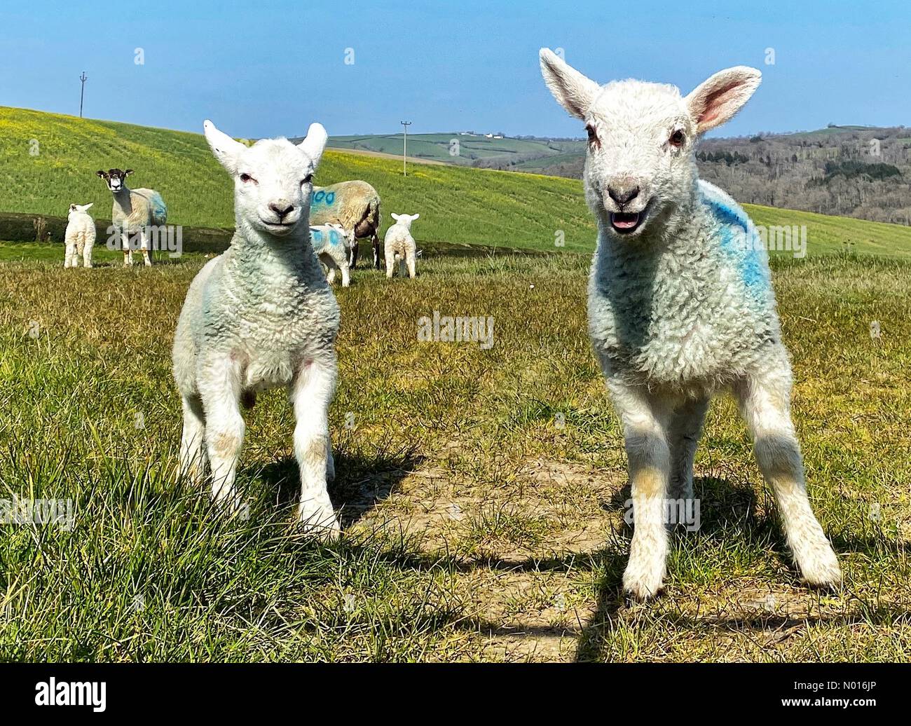 UK Weather: Happy lamb in sunshine at Dunsford, Devon. 24th March, 2022 ...
