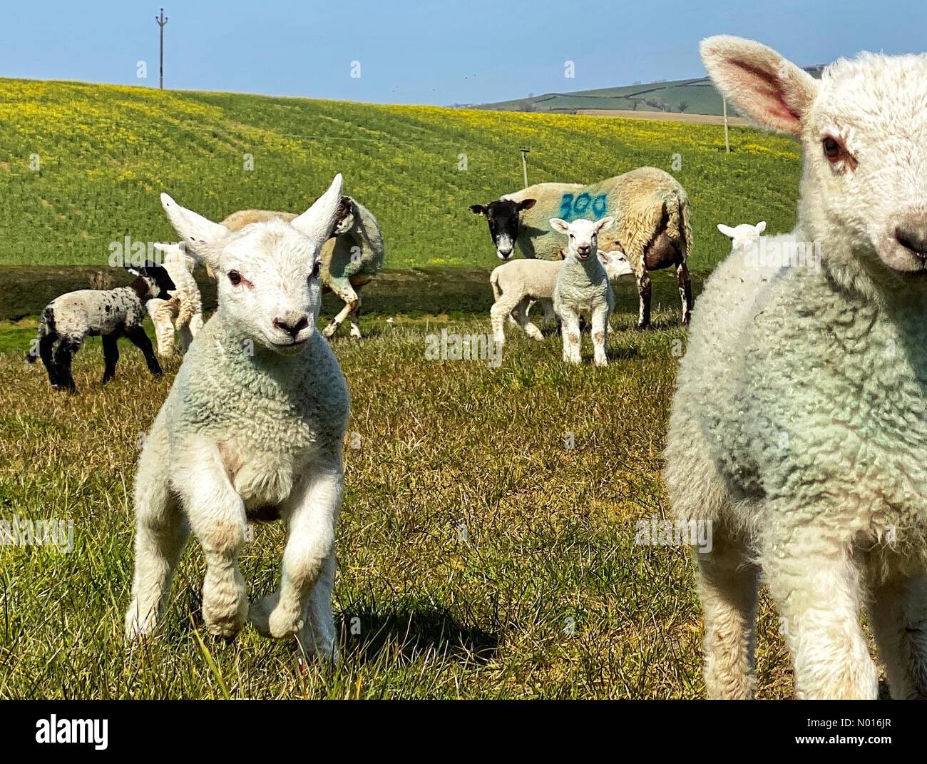 UK Weather: Happy lamb in sunshine at Dunsford, Devon. 24th March, 2022 ...