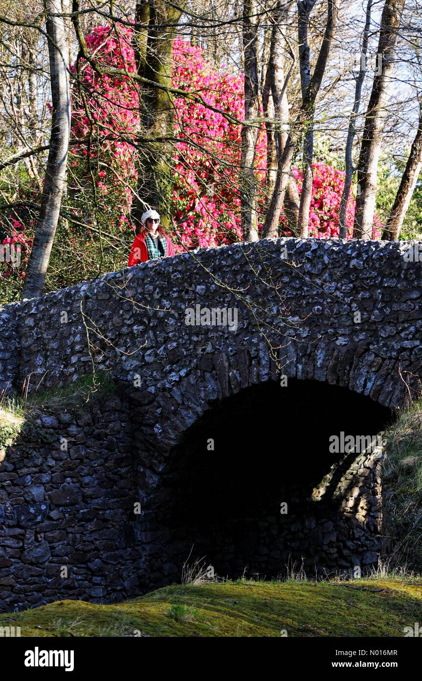 UK Weather: Huge rhododendron blooms in sunshine at Haldon Forest near ...