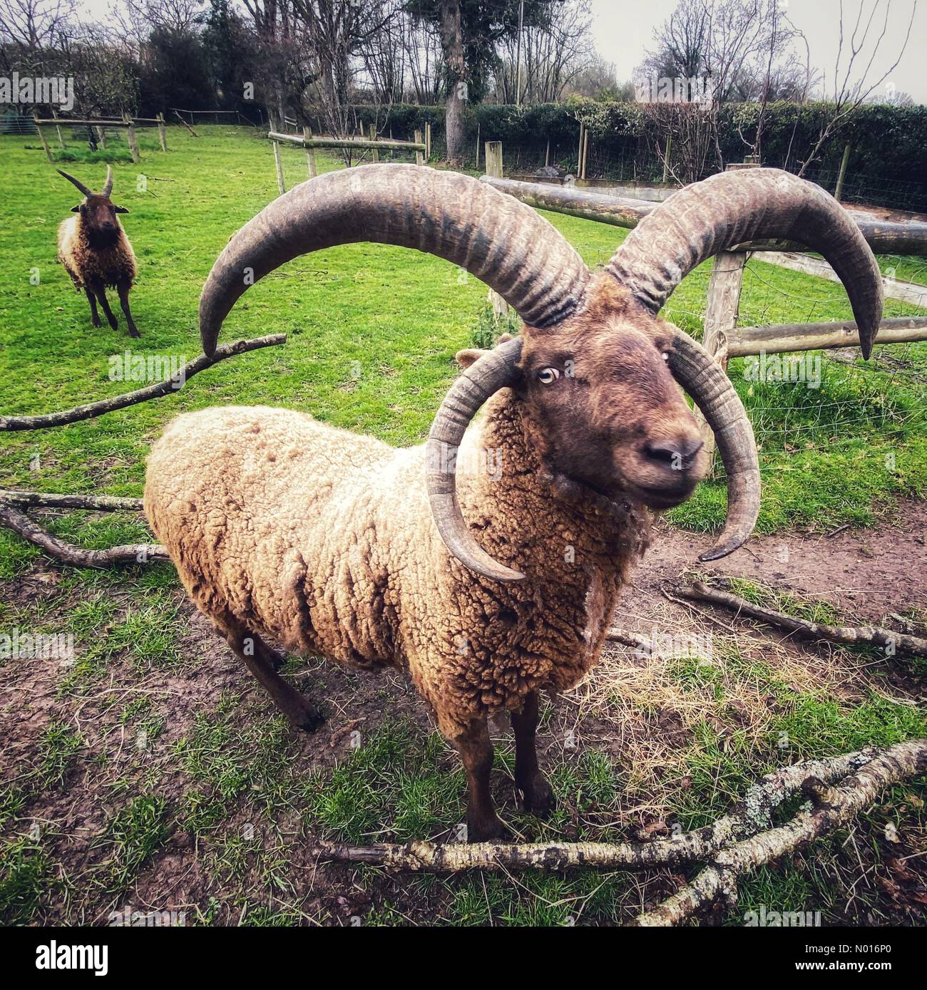 Manx loaghtan hi-res stock photography and images - Alamy