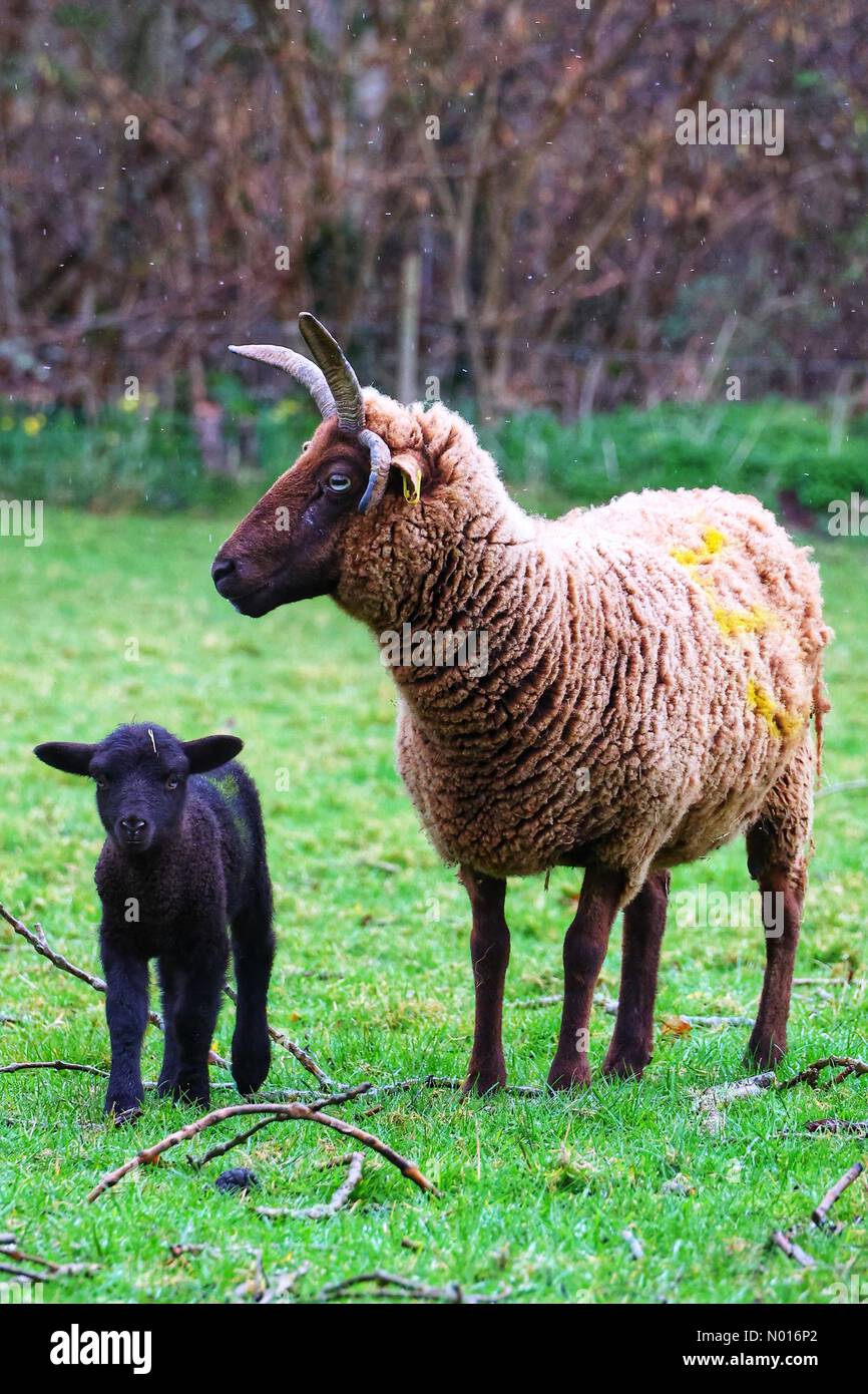 Manx loaghtan lamb hi-res stock photography and images - Alamy