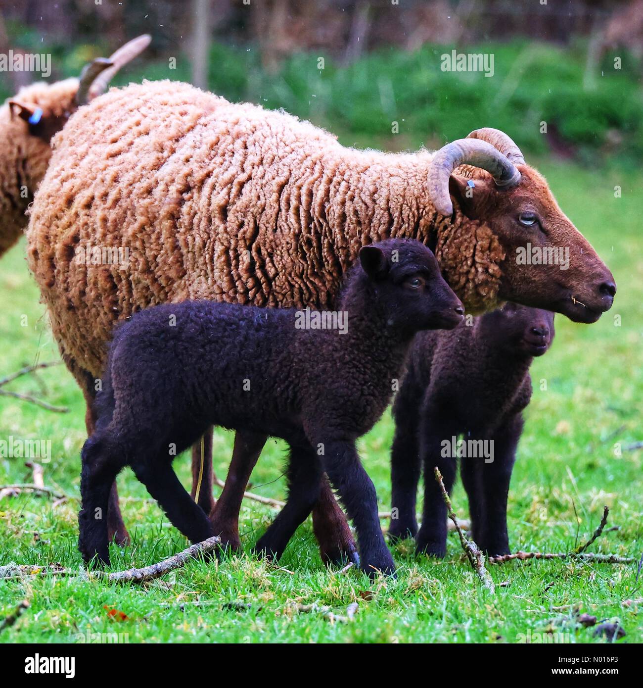 Manx loaghtan lamb hi-res stock photography and images - Alamy