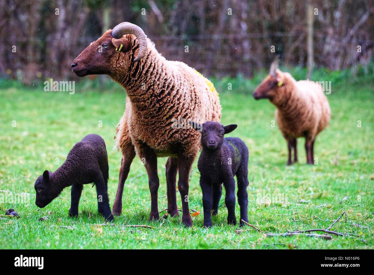 Manx loaghtan lamb hi-res stock photography and images - Alamy