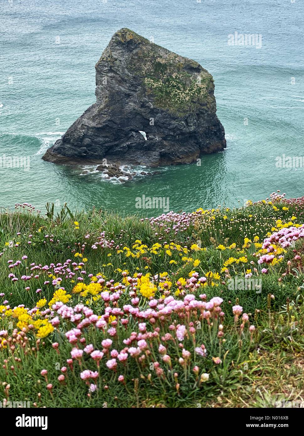 Cornwall, UK. 23rd Apr, 2022. Wildflowers bloom on the cliffs opposite ...