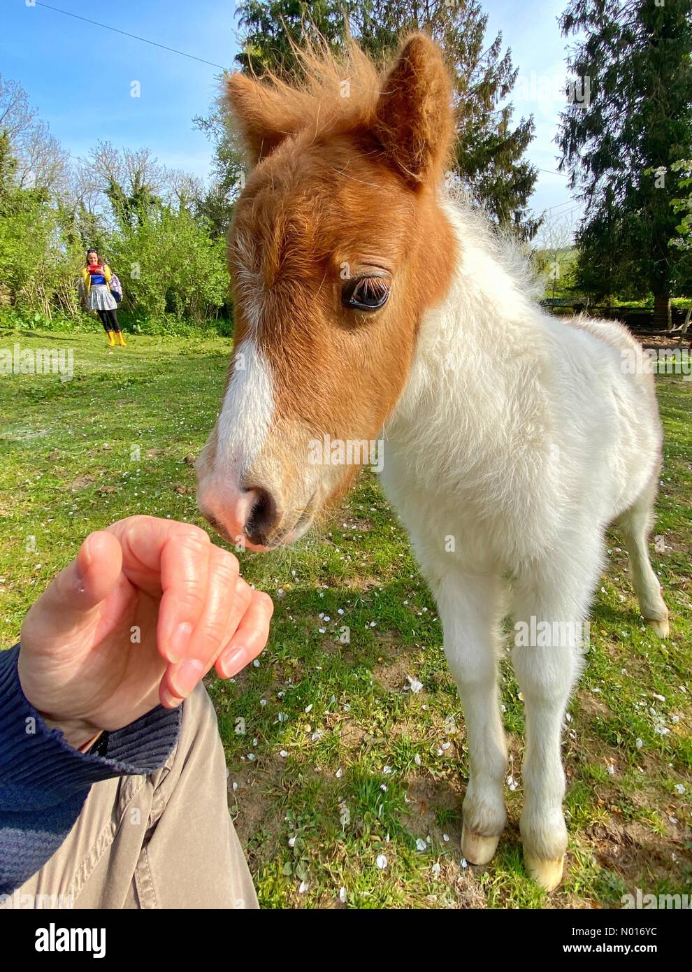 Baby Mini Pony