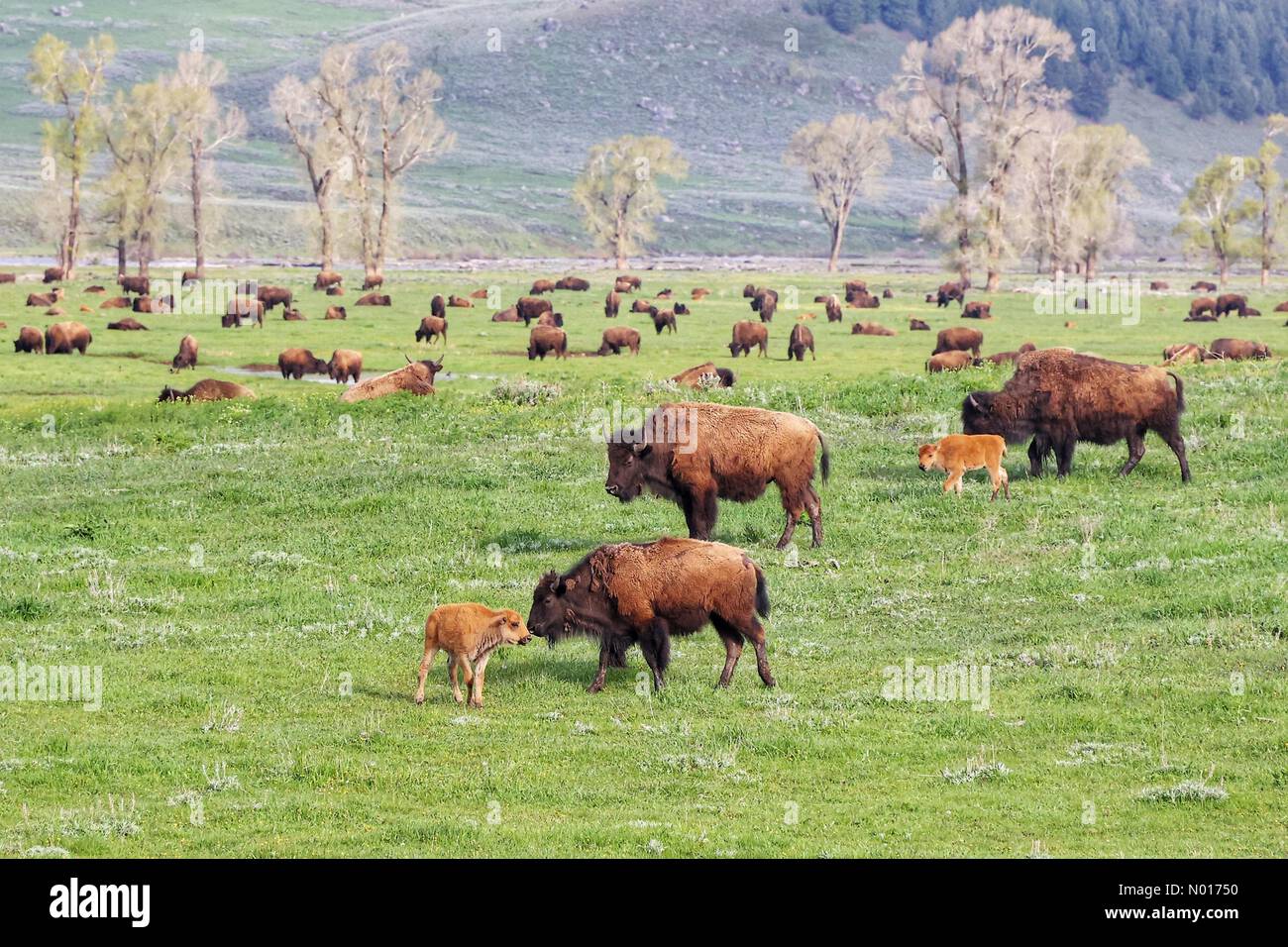 Baby bison with herd at Lamar Valley during Bison birthing season at ...