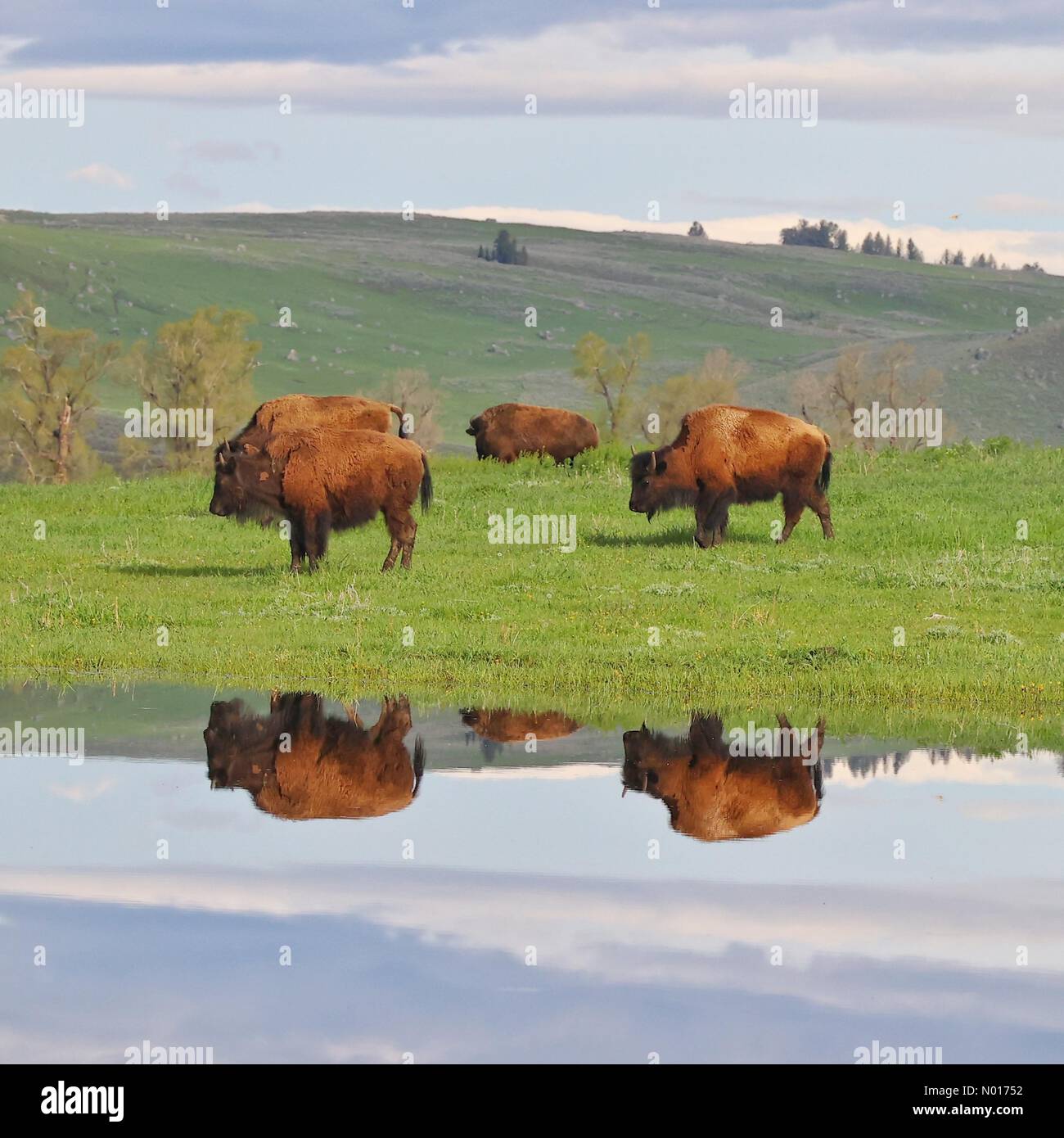 Lake reflections of bison at Lamar Valley in Yellowstone National Park ...