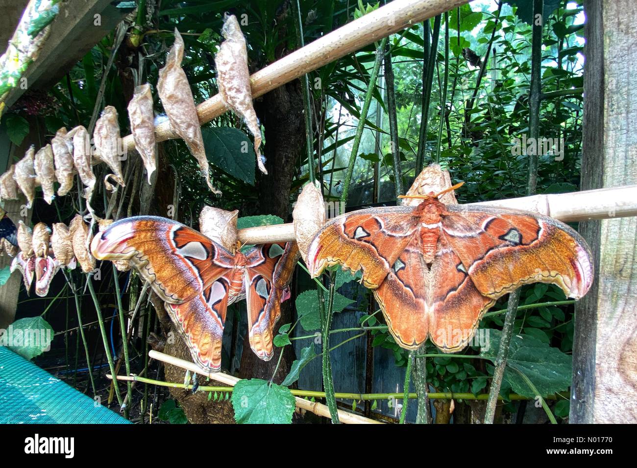 Buckfastleigh, Devon, UK. 30th June, 2022. Giant Atlas moth emerge from ...