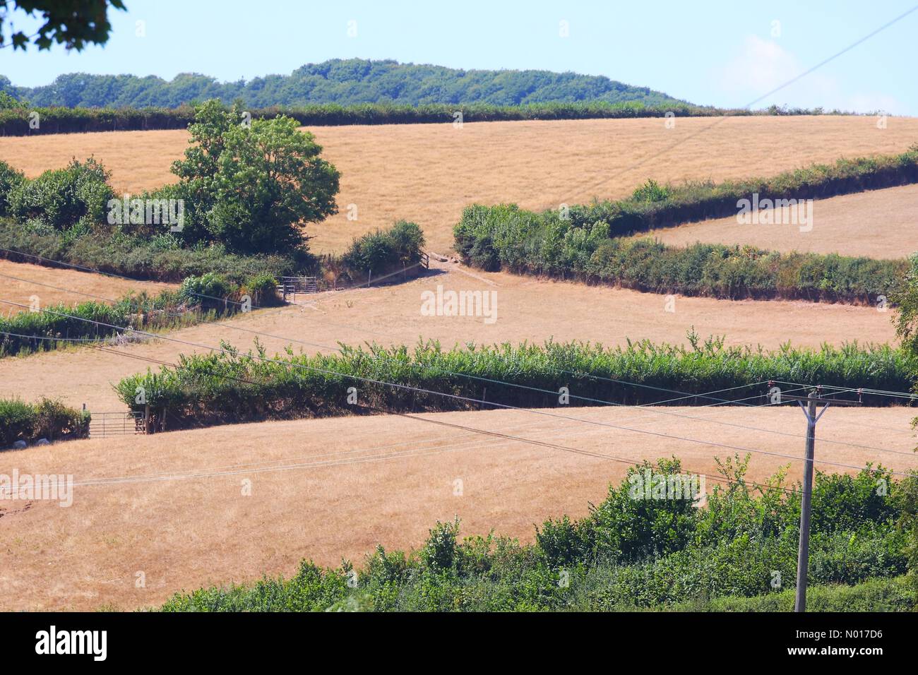 Signs of drought: Parched fields near Dunsford, Devon, UK. 9 August ...