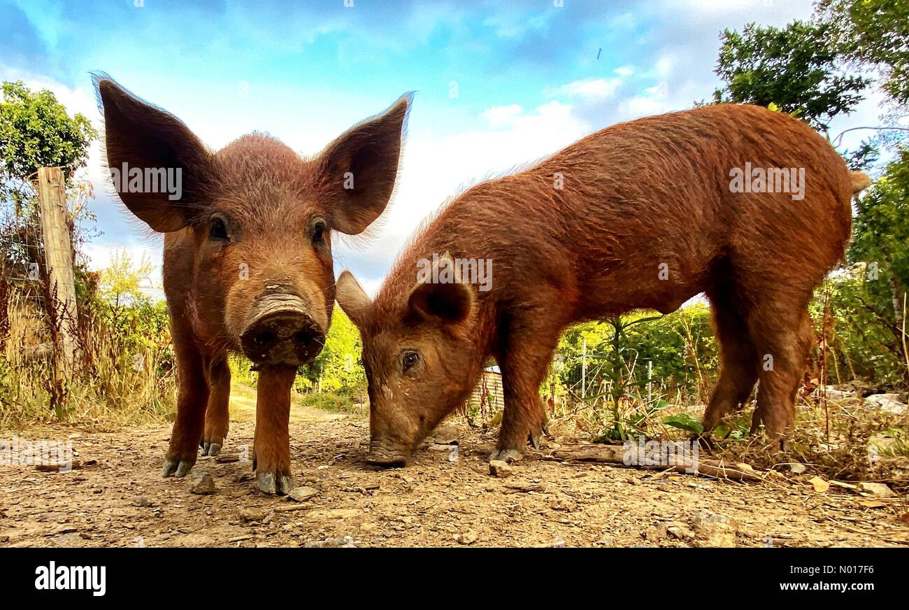 Doddiscombsleigh, Devon, UK. 20 August, 2022. Piggies! Piglets in ...