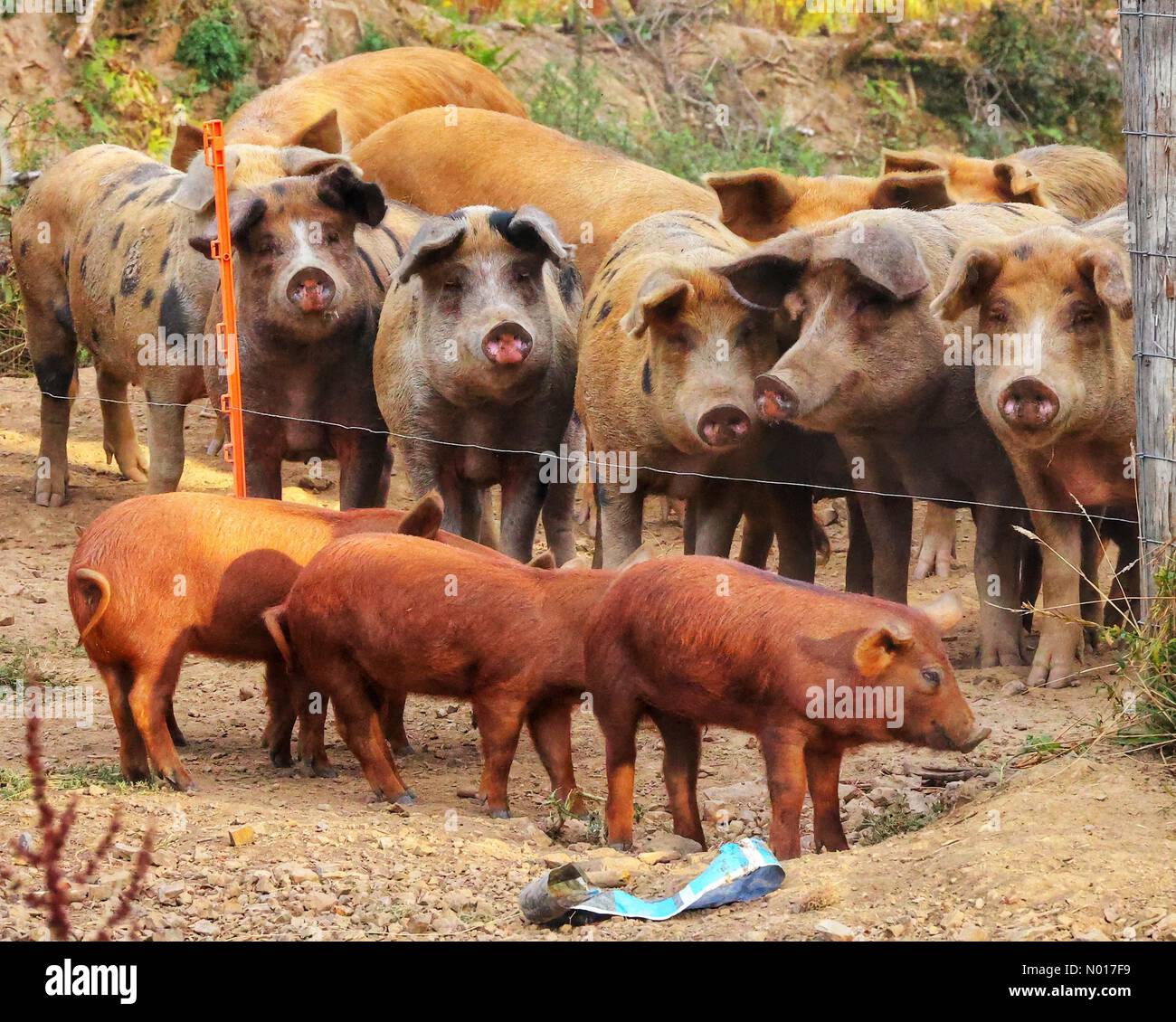 Doddiscombsleigh, Devon, UK. 20 August, 2022. Piggies! Pigs watch over ...