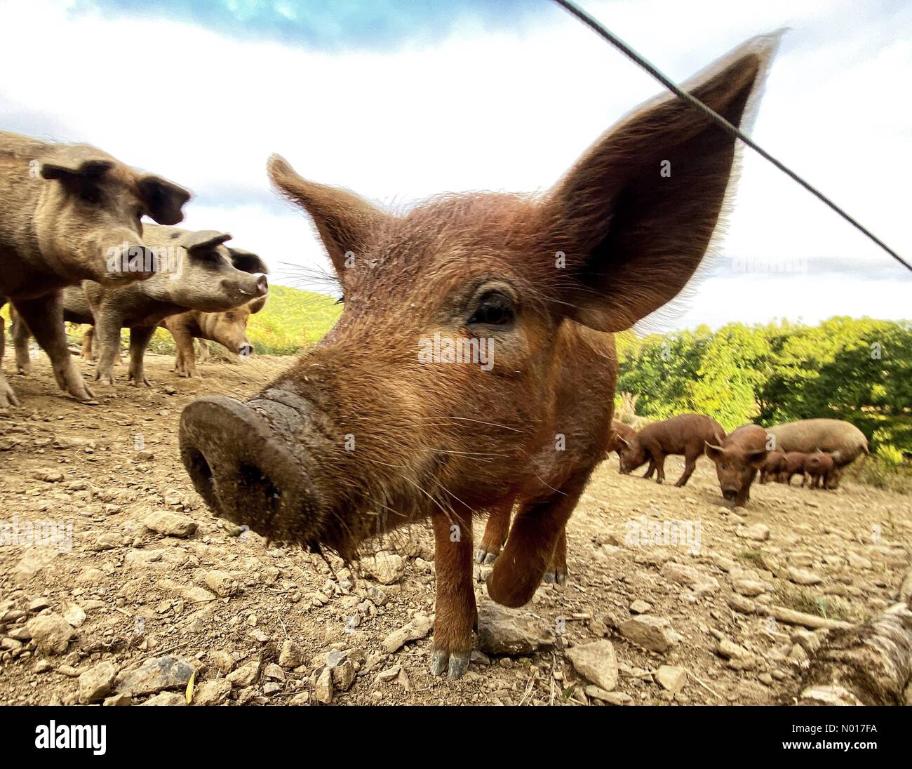 Doddiscombsleigh, Devon, UK. 20 August, 2022. Piggies! Pigs watch over ...