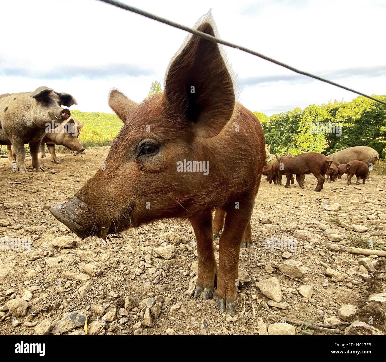Doddiscombsleigh, Devon, UK. 20 August, 2022. Piggies! Pigs watch over ...