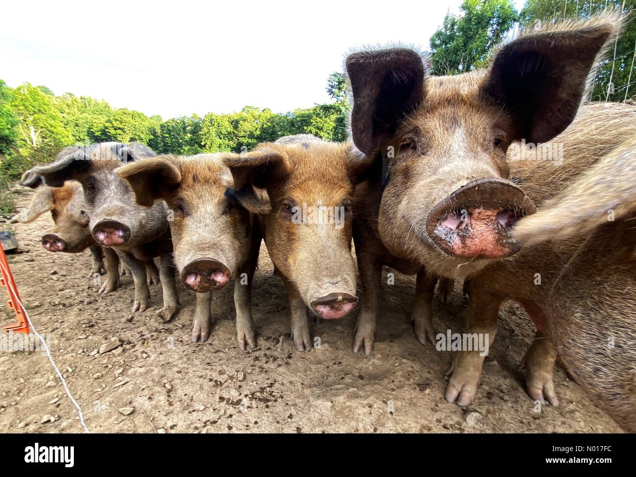 Doddiscombsleigh, Devon, UK. 20 August, 2022. Piggies! Pigs line up in ...