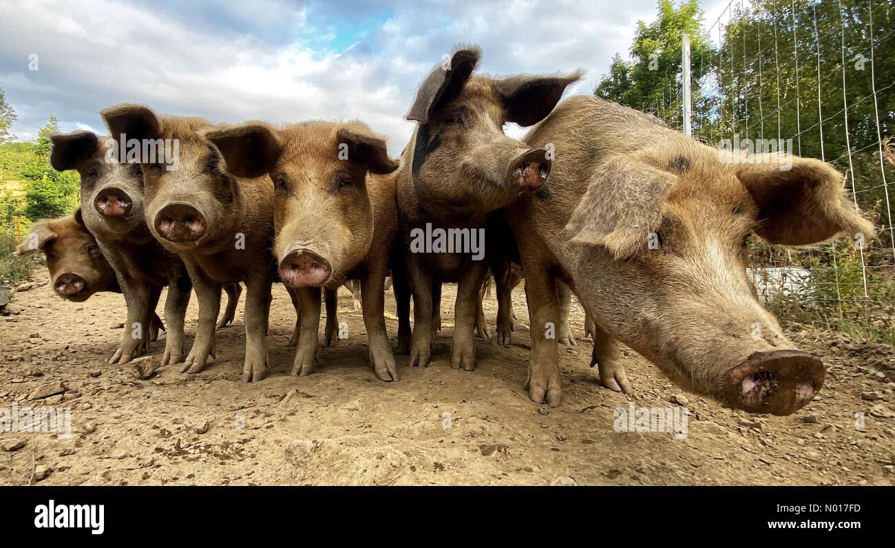 Doddiscombsleigh, Devon, UK. 20 August, 2022. Piggies! Pigs line up in ...