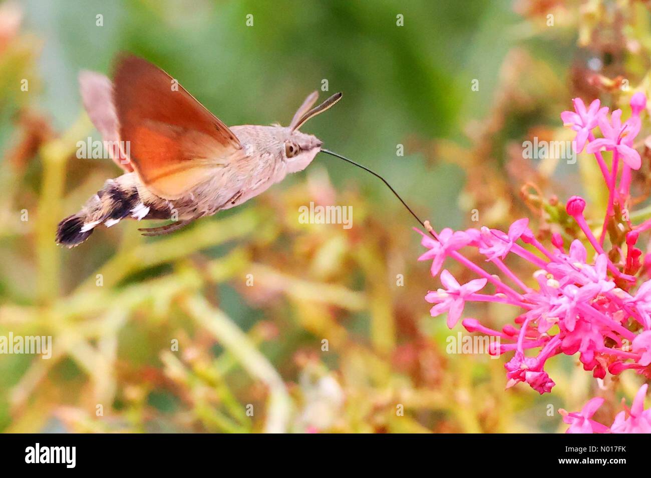 Valerian hummingbird hawk moth hi-res stock photography and images - Alamy