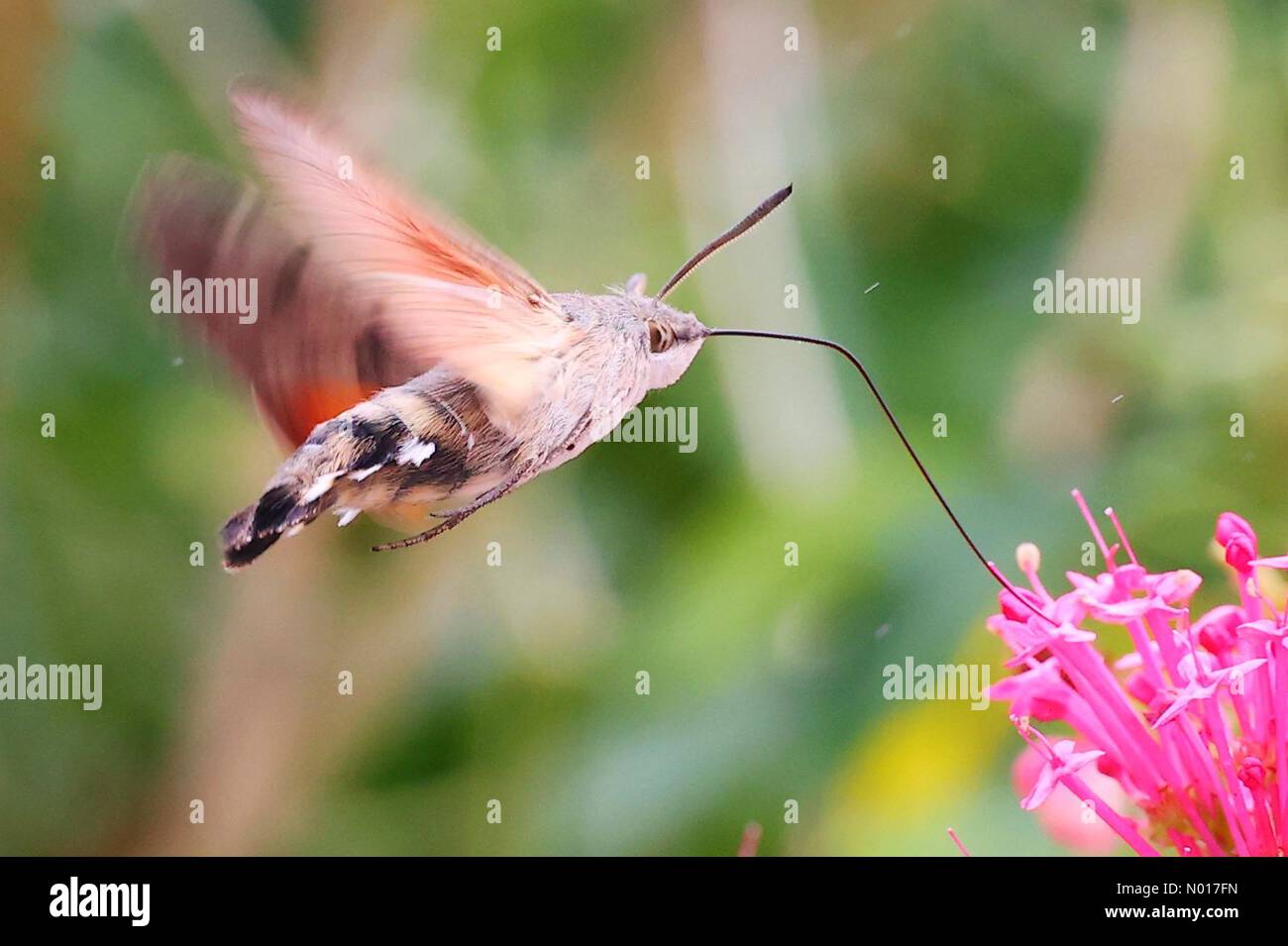 Valerian hummingbird hawk moth hi-res stock photography and images - Alamy