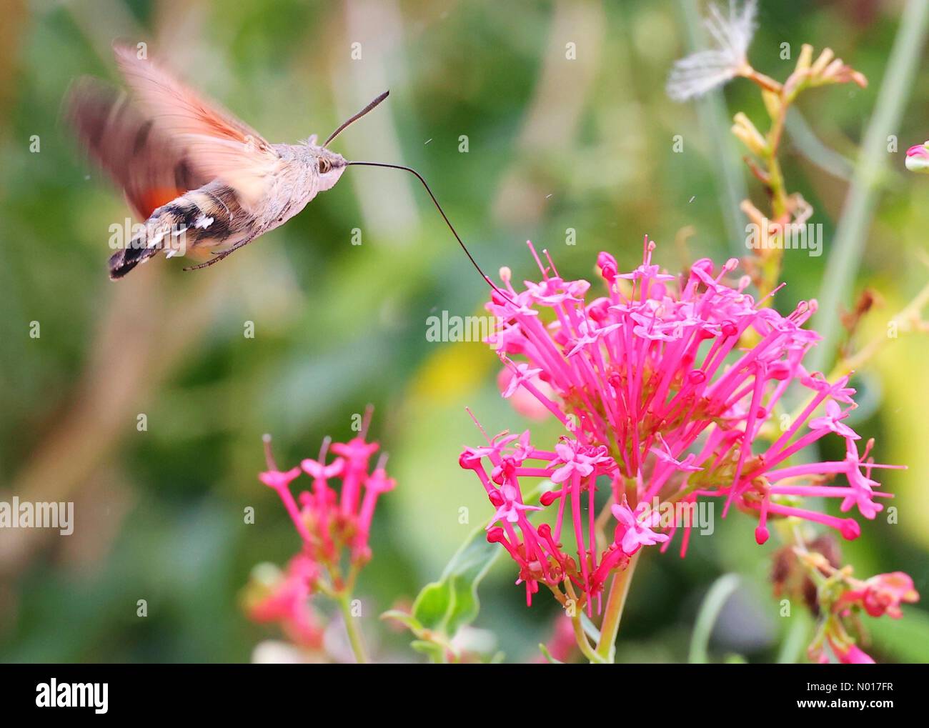 Moth with long proboscis hi-res stock photography and images - Alamy