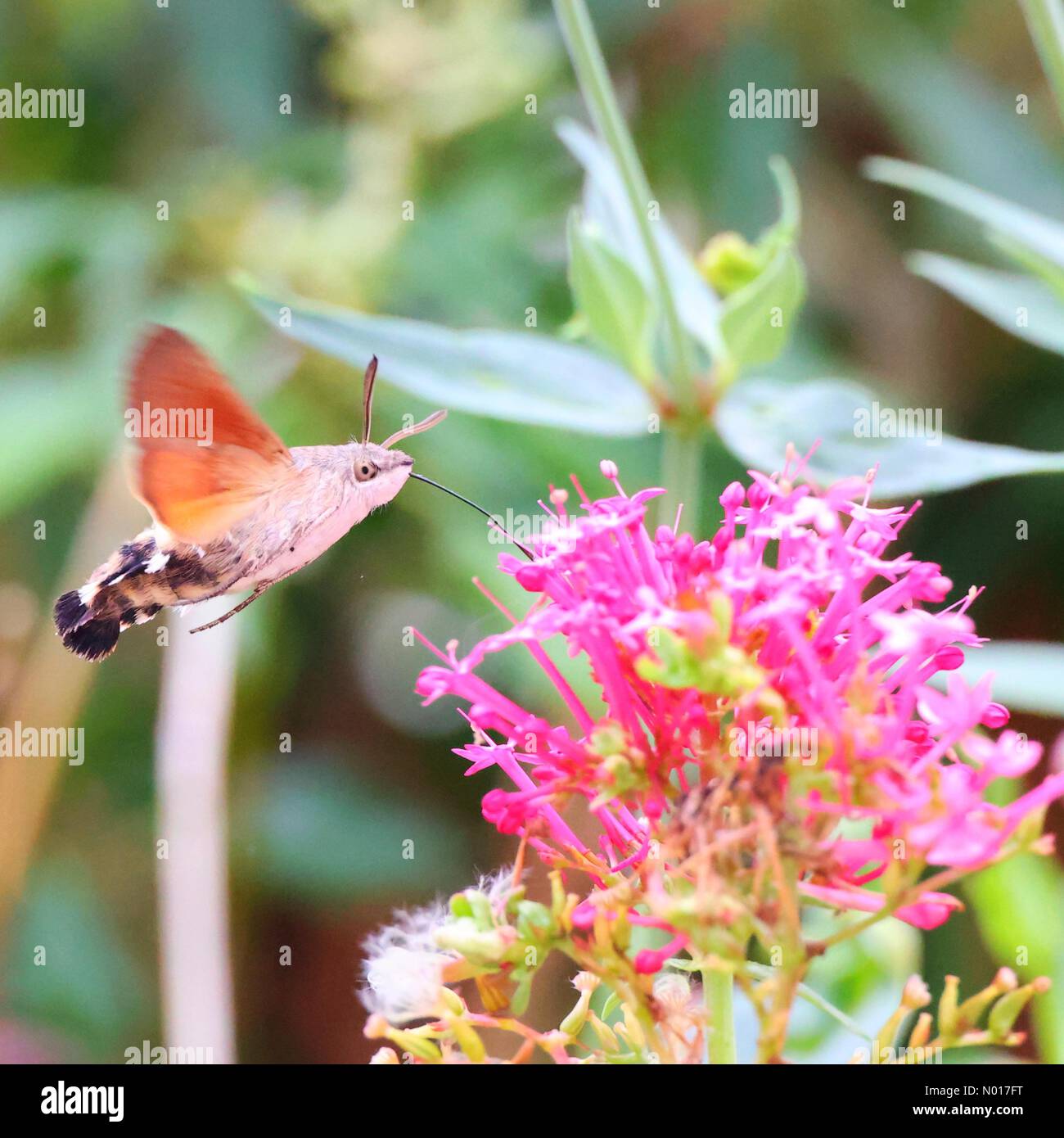 Valerian hummingbird hawk moth hi-res stock photography and images - Alamy