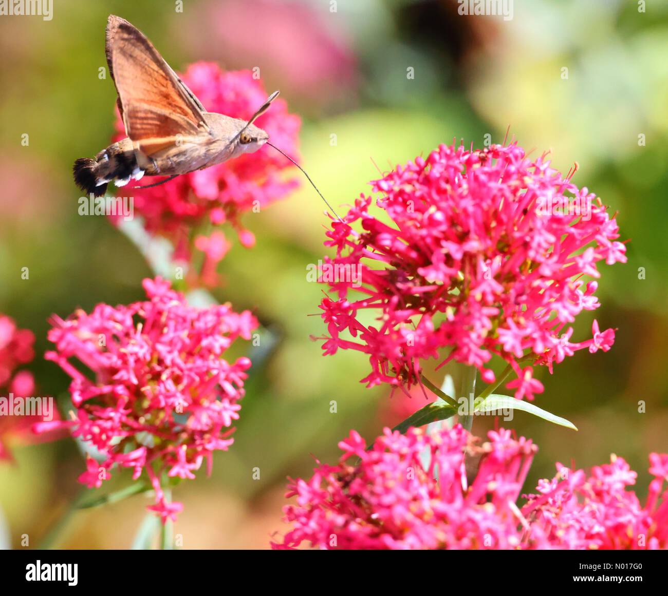 Long proboscis in flight macroglossum stellatarum moth hi-res stock ...
