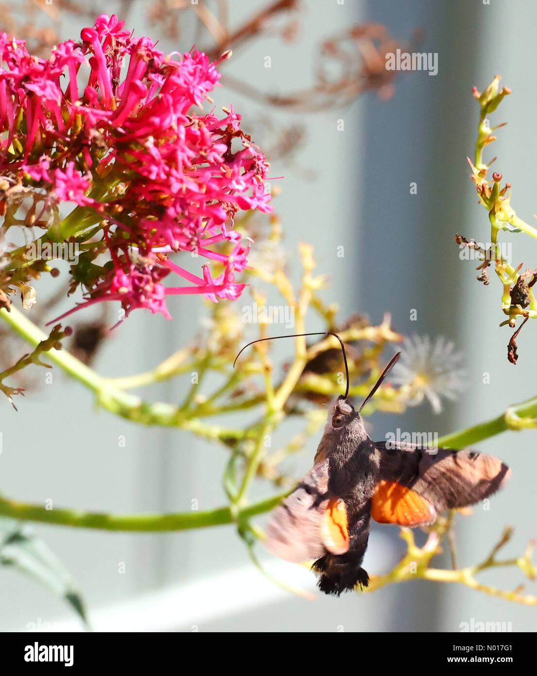 Rare Hummingbird hawk moth (Macroglossum stellatarum) pollinates flower ...