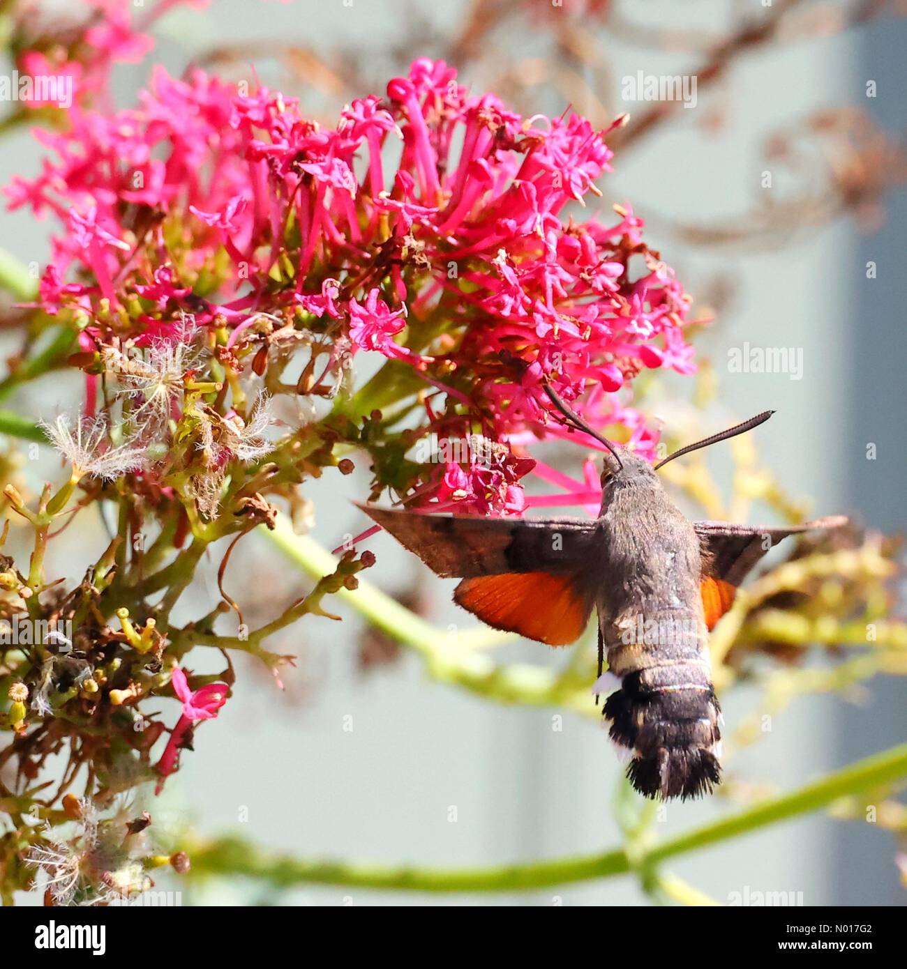 Uk august 25th 2022 hi-res stock photography and images - Alamy