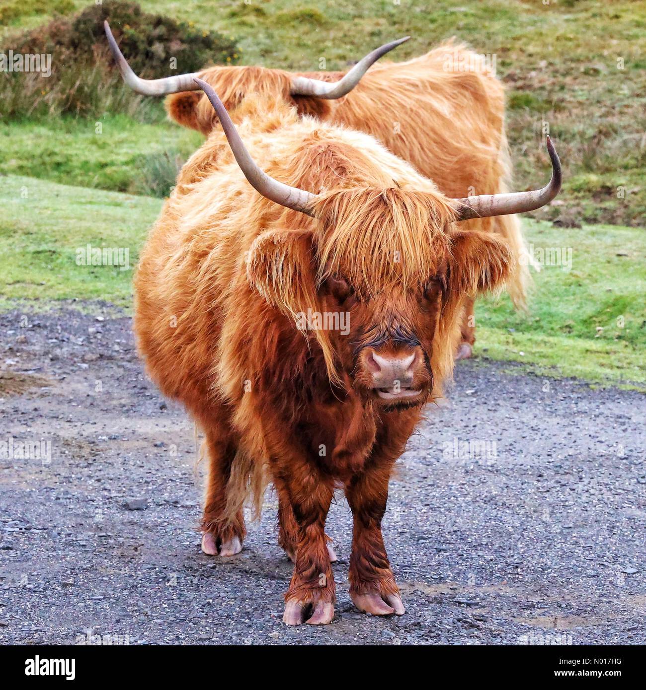 Devon, UK. 30 September 2022. Highland cow on Dartmoor, Devon, UK. 30 ...