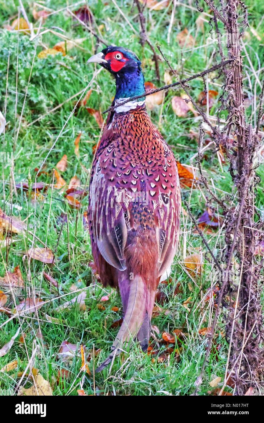 Longdown, Devon, UK. 1st October, 2022. UK. 01st Oct, 2022. Beautiful ...