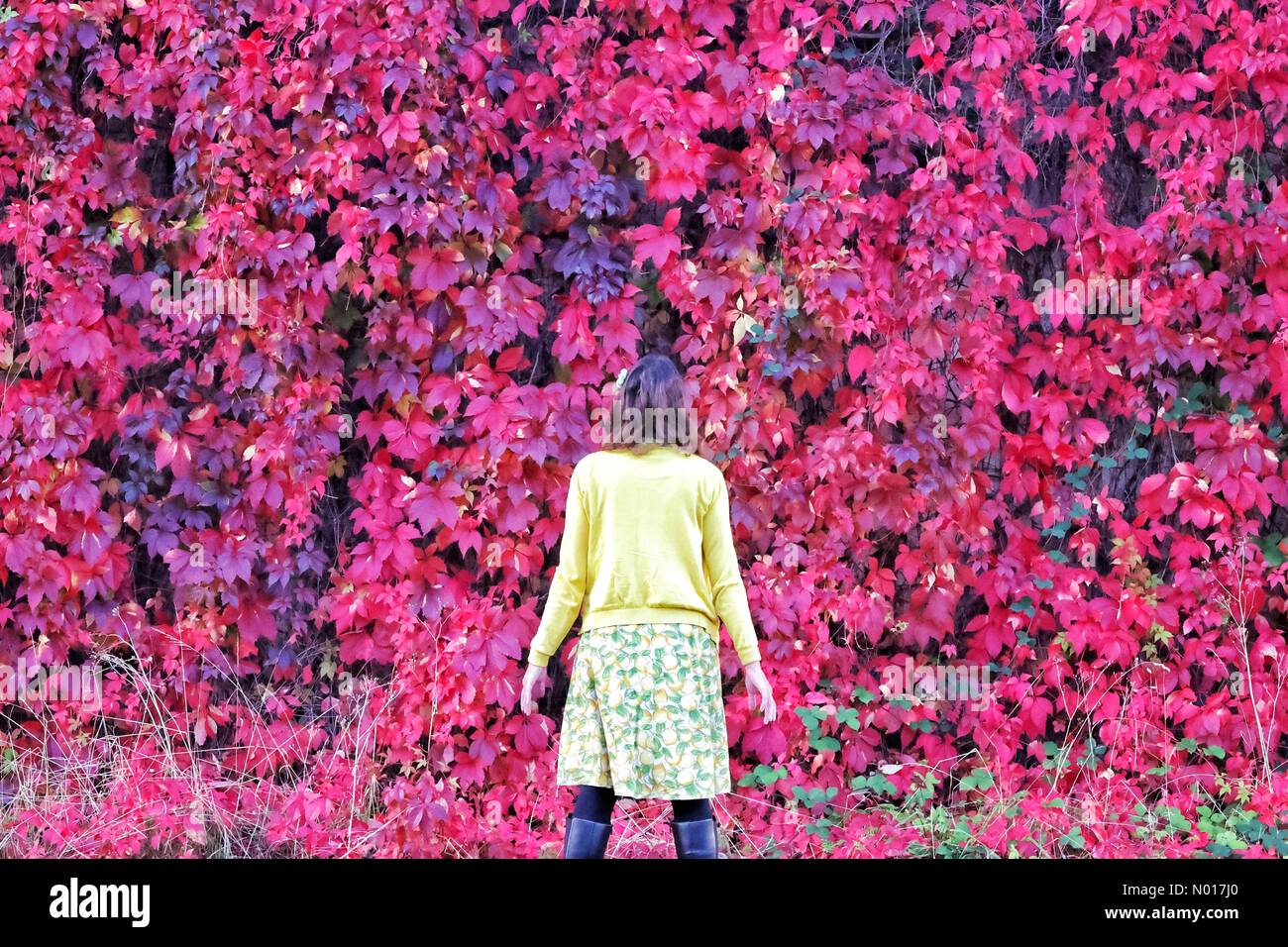 Ide devon hi-res stock photography and images - Alamy