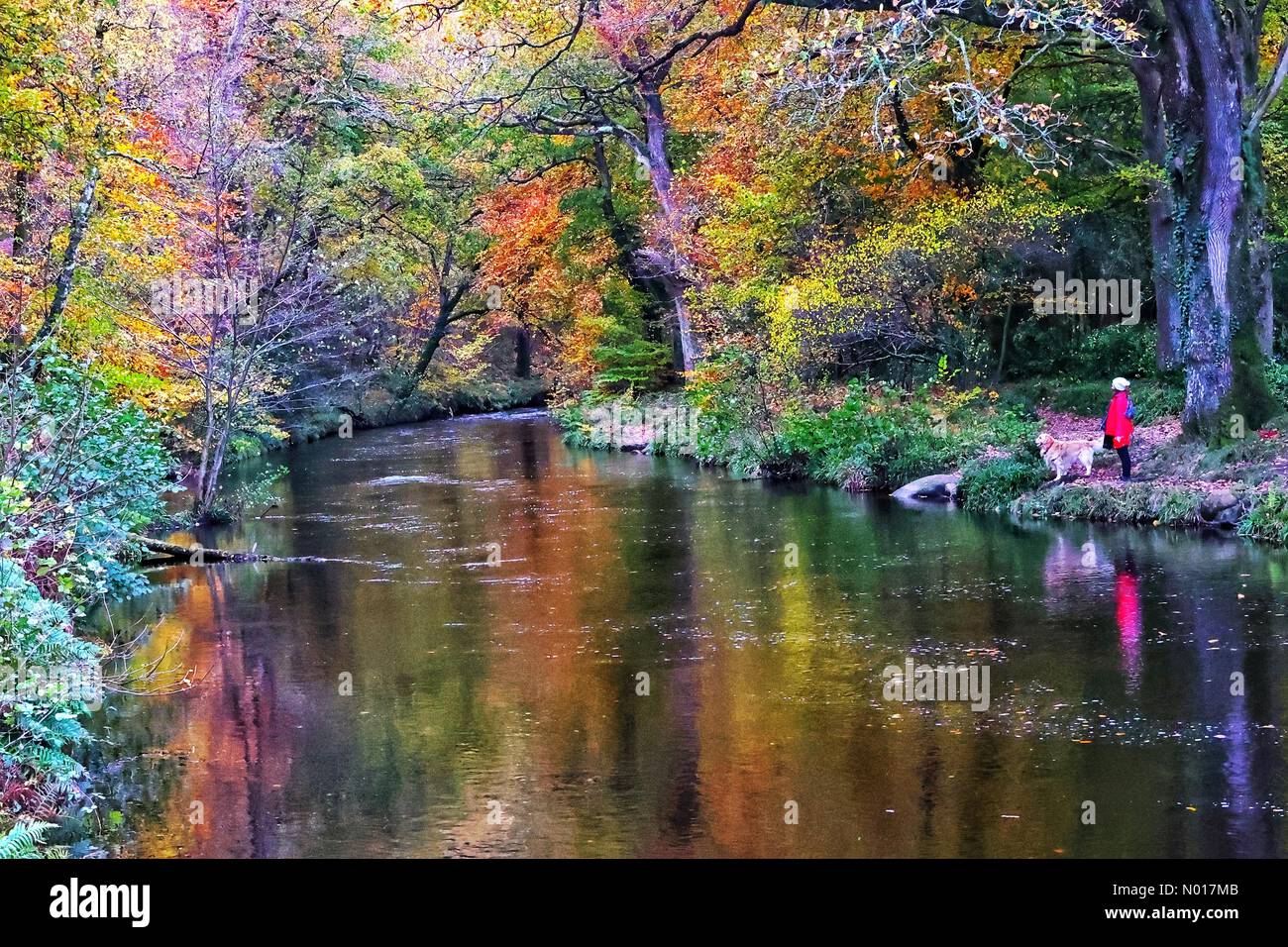 UK Weather: Colourful Autumn scene at River Teign, Dartmoor, Devon, UK ...