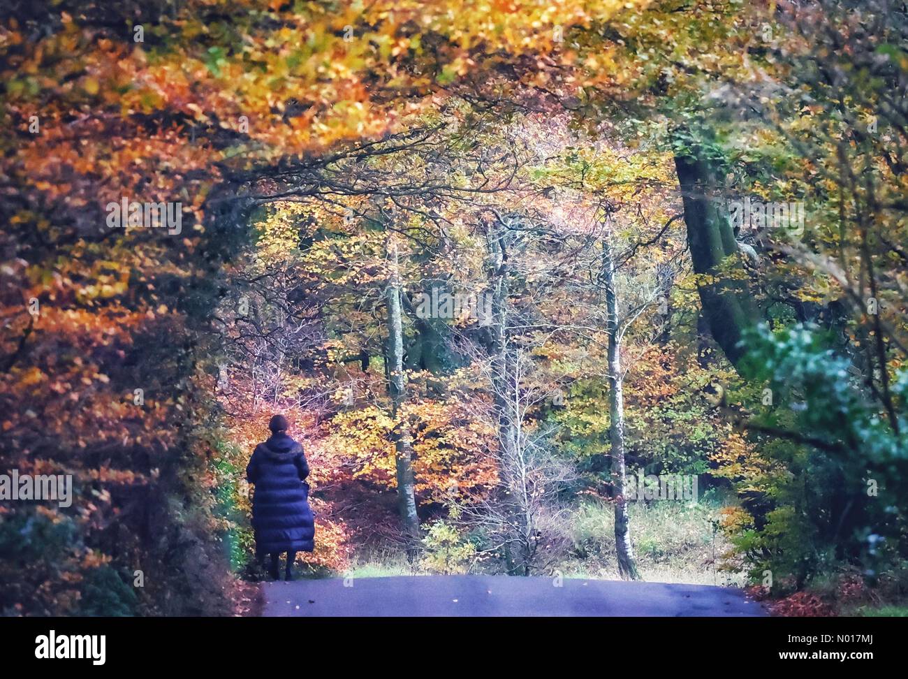 Haldon Forest, near Exeter, Devon. 12th Nov 2022. UK Weather: Autumnal ...