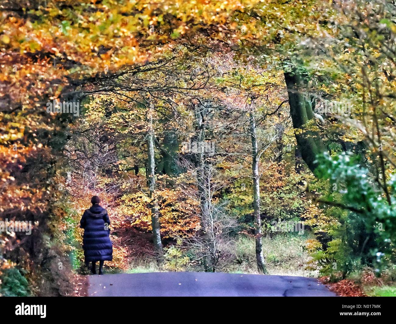 Haldon Forest, near Exeter, Devon. 12th Nov 2022. UK Weather: Autumnal ...