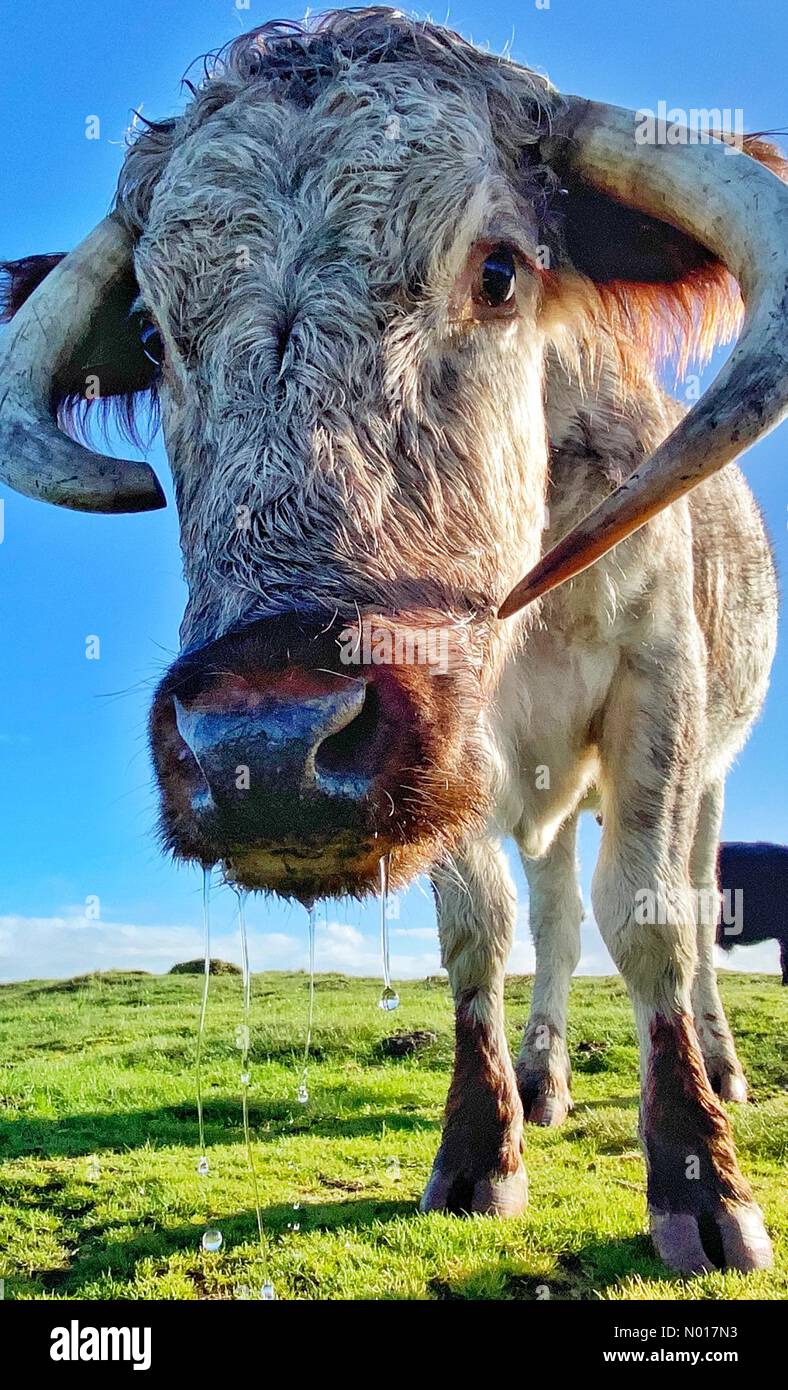 Drooling cow hi-res stock photography and images - Alamy