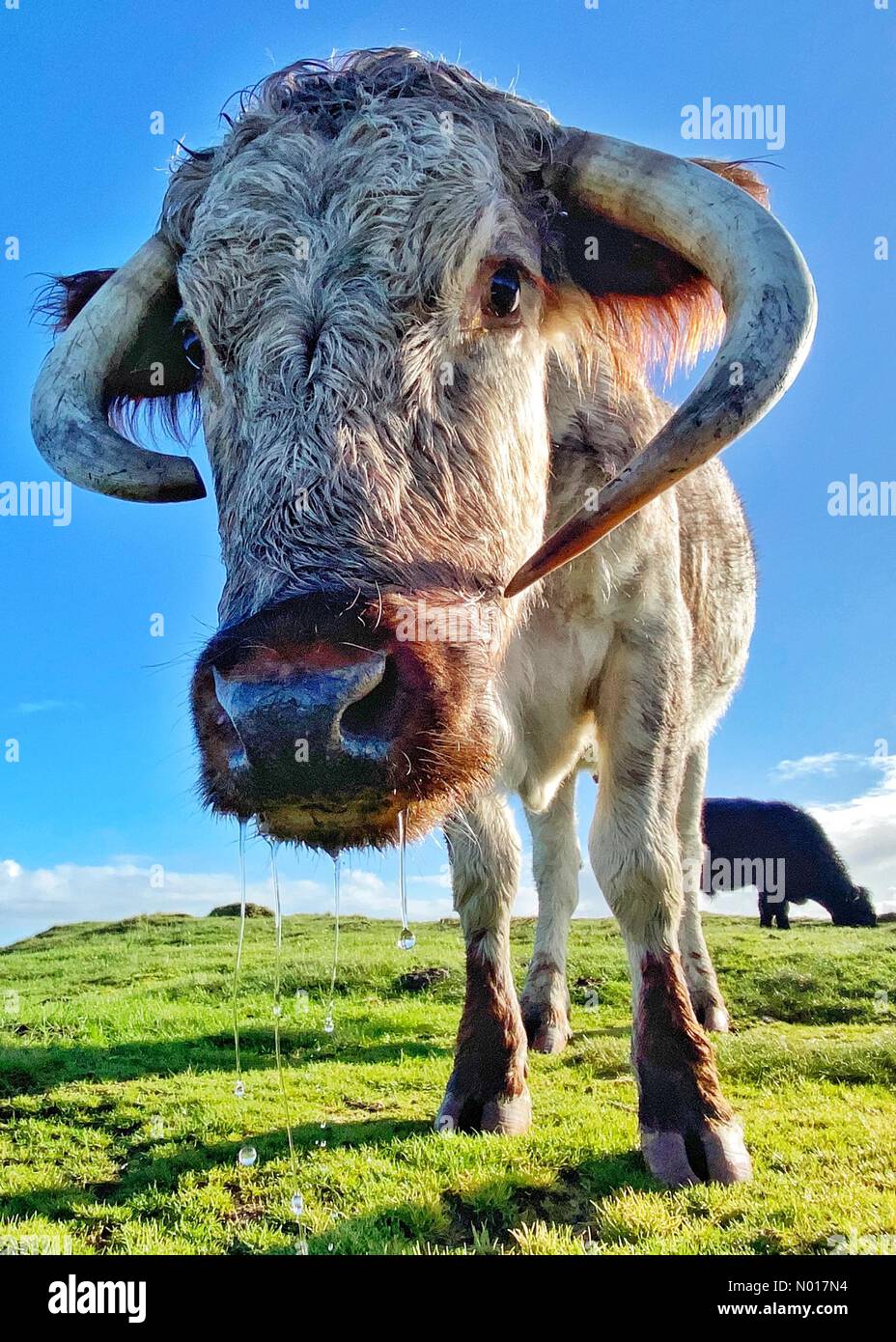 Drooling cow hi-res stock photography and images - Alamy