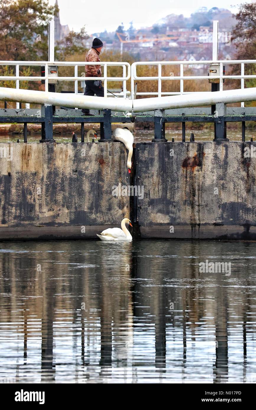 Swans on different levels at Double Locks, near Exeter, Devon, UK. 6 ...