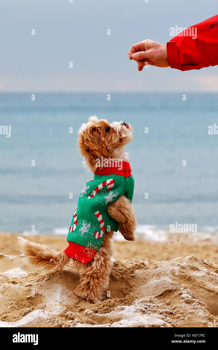 Festive fun with Winston the walking Cockapoo Maltese terrier on frosty ...