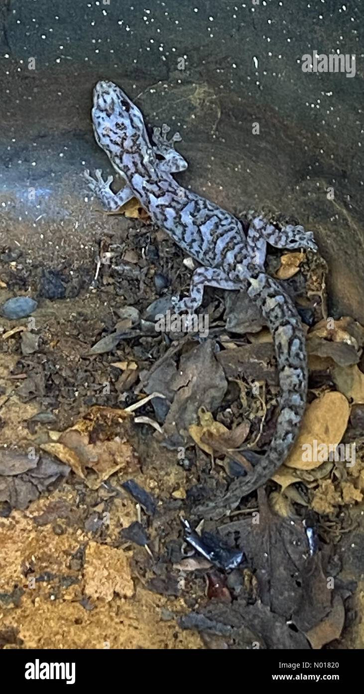 Adelaide, Australia. 30th Jan, 2023. Australian native gecko, Adelaide ...