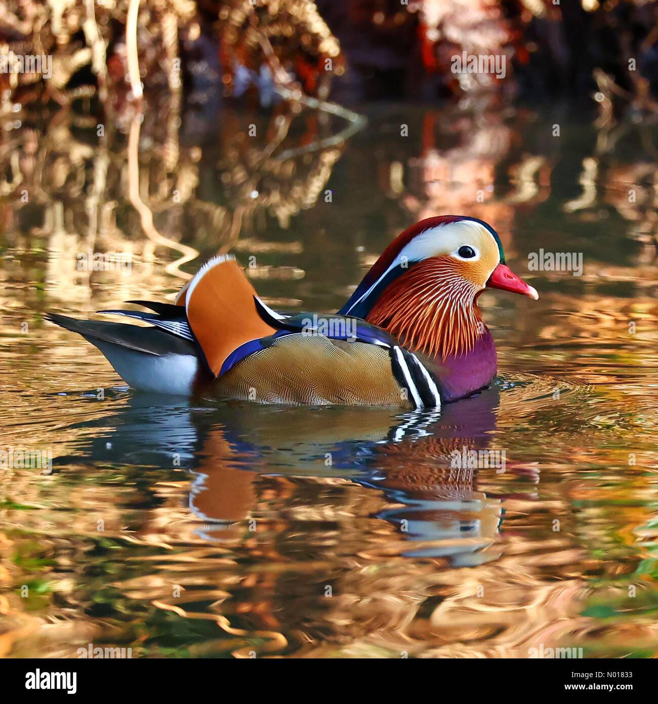 Devon, UK. 3rd February 2023. A beautiful Mandarin duck basks in early ...