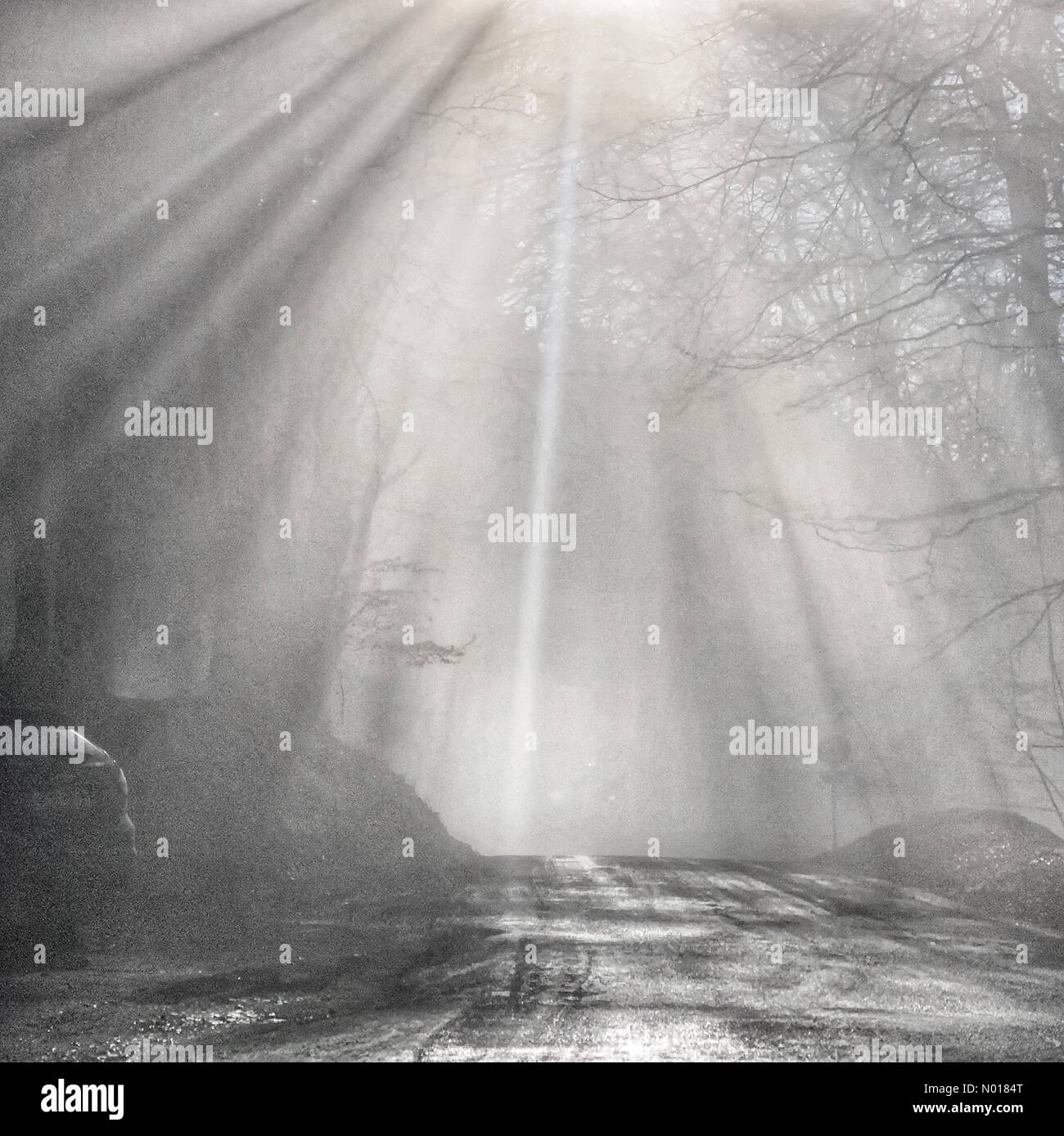 UK Weather: Misty sunbeam rays in Haldon Forest, Devon, UK. 8th ...