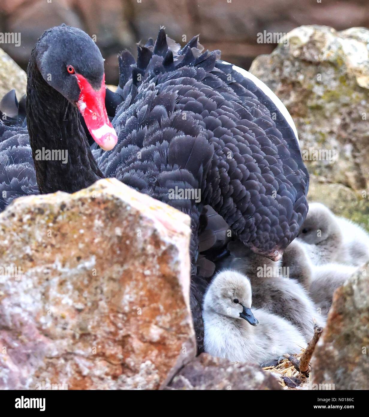 Devon, UK. 23 Feb, 2023. Day old black swan cygnets in nest at Dawlish ...