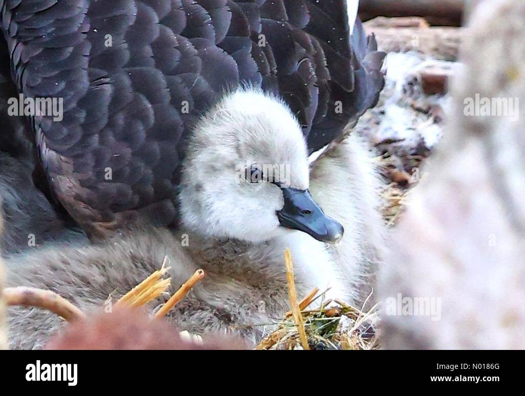 Devon, UK. 23 Feb, 2023. Day old black swan cygnets in nest at Dawlish ...