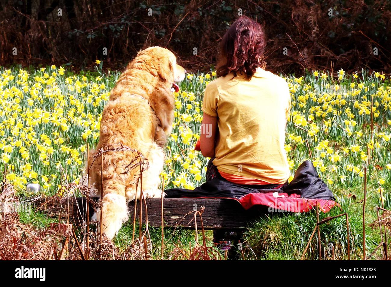 UK Weather: Enjoying carpet of Wild daffodils in bloom at Dunsford ...