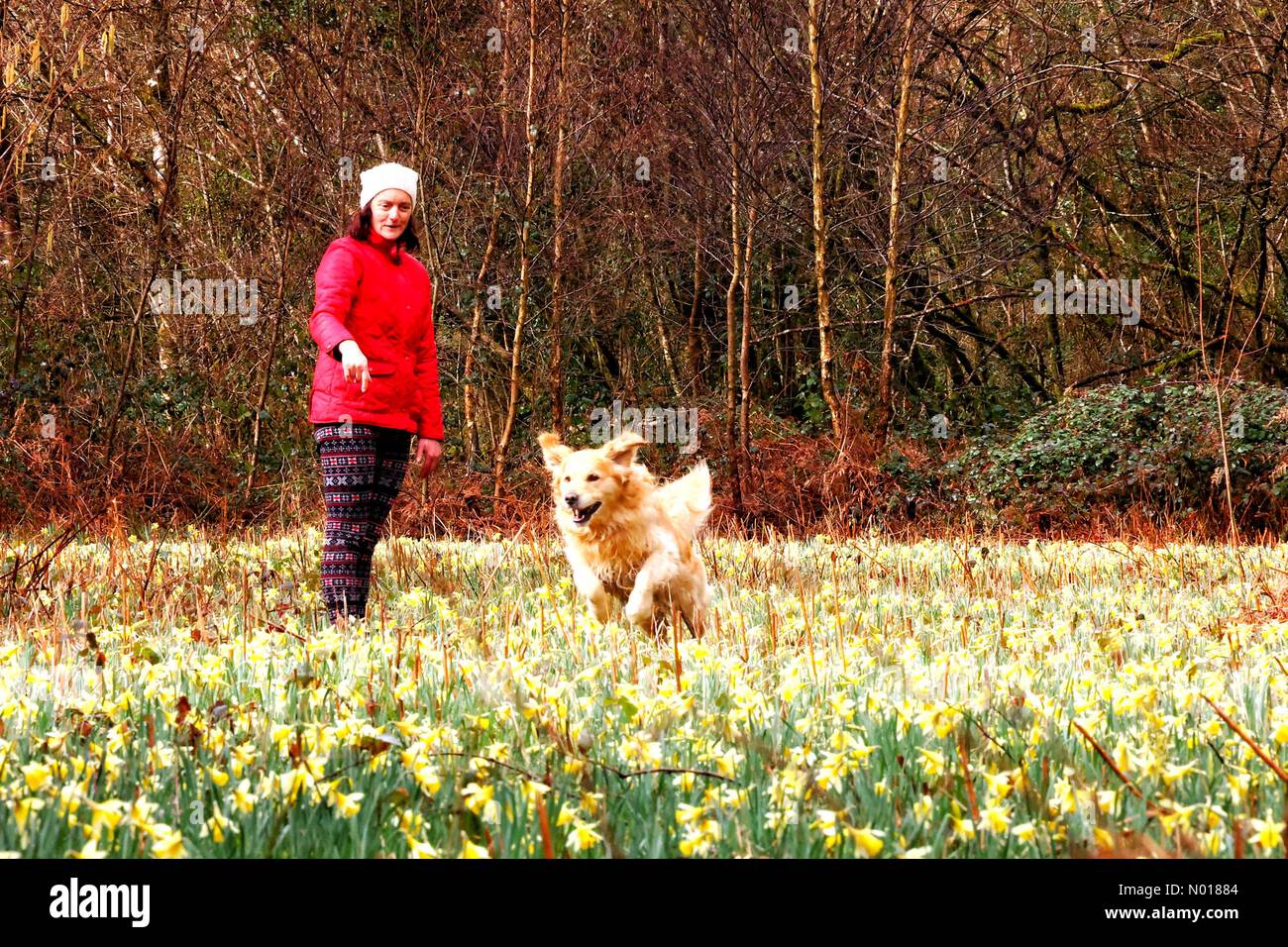 UK Weather: Enjoying carpet of Wild daffodils in bloom at Dunsford ...